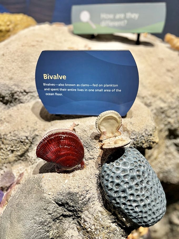 Ancient bivalves frozen in time remind us that collecting shells on beaches is a tradition older than humanity itself.