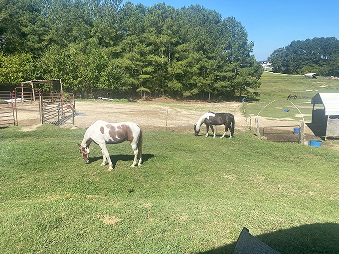 Rural therapy at its finest. These paint horses don't care about your 401(k)&mdash;just whether you brought carrots to share.