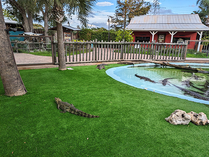 Florida's famous residents lounge poolside, reminding visitors they're definitely not in Minnesota anymore. Alligator watching: the ultimate Florida pastime.