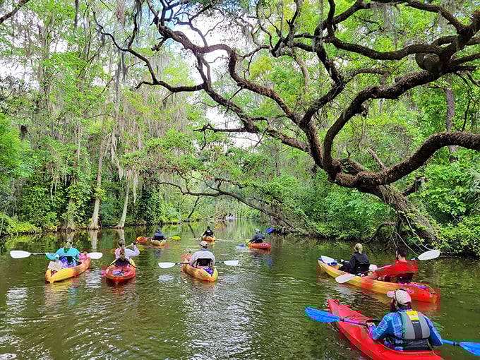 Kayakers paddle through the moss-draped cypress trees of Dora Canal. Nature's cathedral ceiling has never looked so inviting.