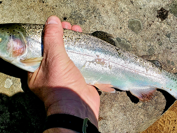 A beautiful rainbow trout, the underwater treasure of Big Run. Fishing stories actually become true when you cast a line here.