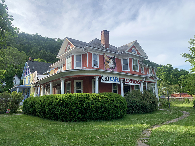 A Victorian beauty transformed into "Give Purrs a Chance," where feline faces peer from windows of this whimsical cat caf&eacute; and adoption center.