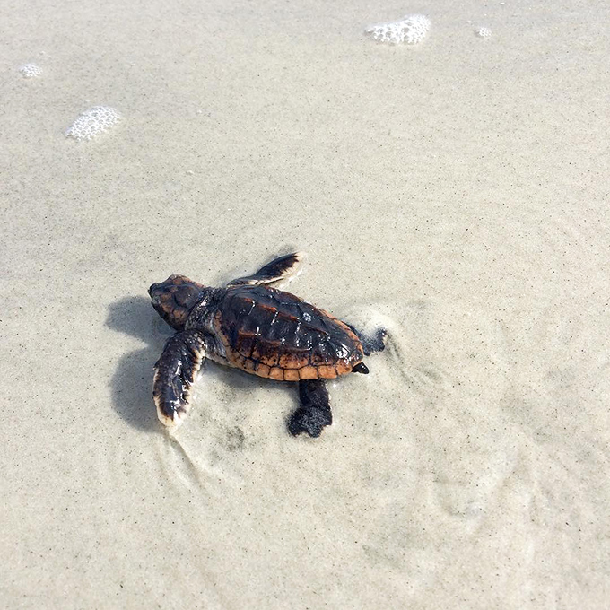 A baby sea turtle's first epic journey. Each tiny flipper print tells a story of ancient instinct as this hatchling makes its determined dash toward the waiting waves.