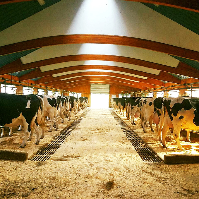 Where the magic begins&mdash;Holstein royalty standing in formation, transforming grass into the creamy foundation of summer memories.