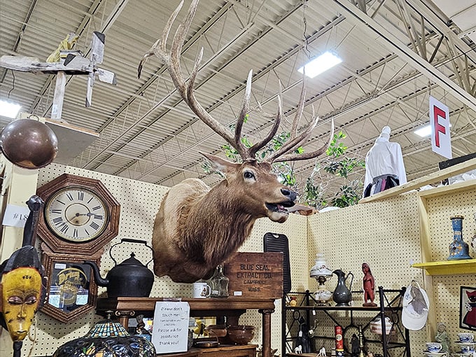 Where else but Florida would you find a majestic elk keeping watch over a wall clock and assorted curiosities?
