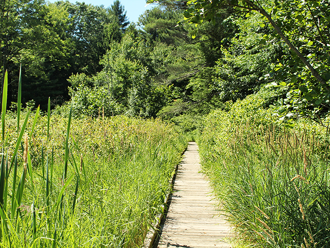 Boardwalks through wetlands offer meditative strolls where the soundtrack is provided by nature—no subscription required.