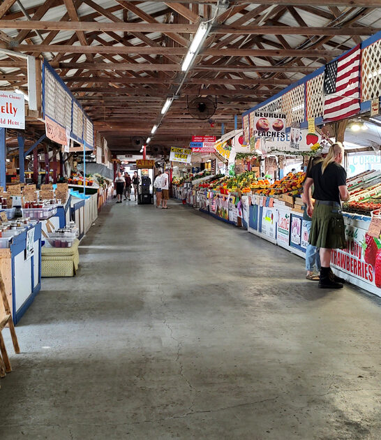 gigantic indoor flea florida ftr