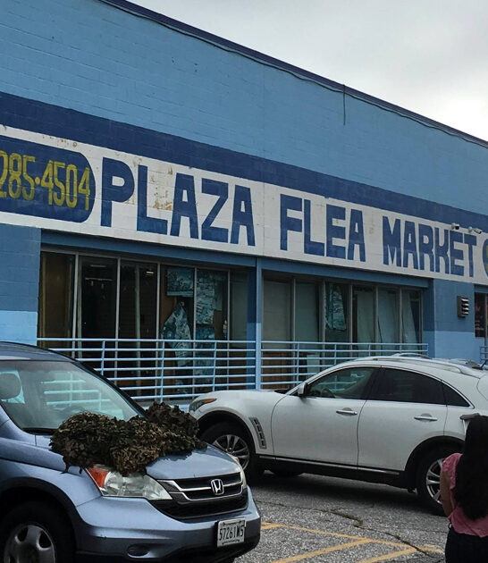massive indoor flea maryland ftr