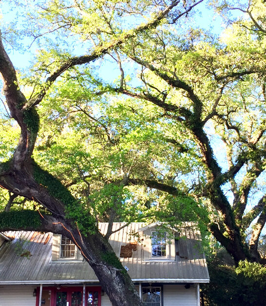 mississippi unique food destination ftr