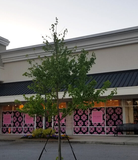 north carolina massive mall ftr