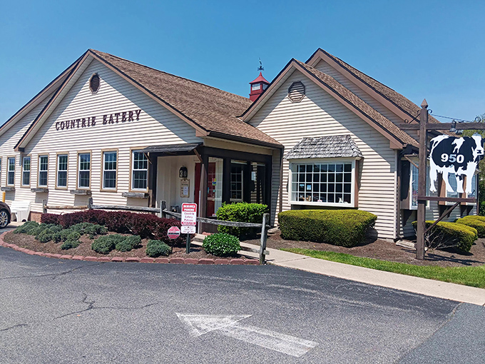The Countrie Eatery's charming white clapboard exterior with its iconic cow sign promises comfort food paradise before you even step through the door.