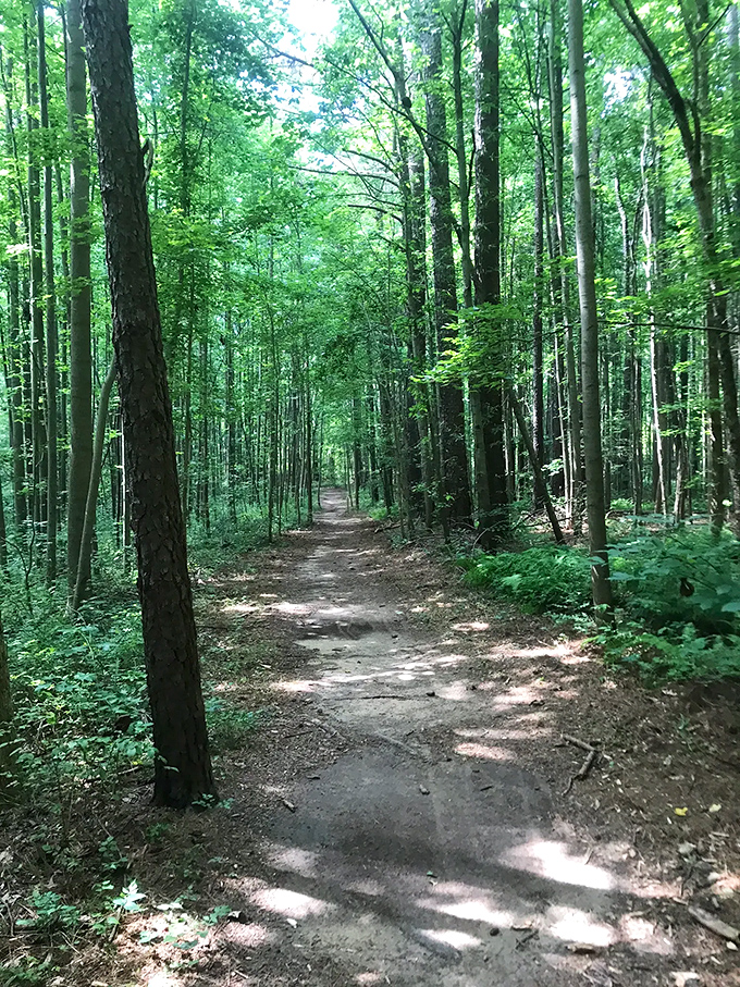 Nature's cathedral awaits on Tybout Tract Trail, where sunlight filters through the canopy like stained glass in a woodland sanctuary.