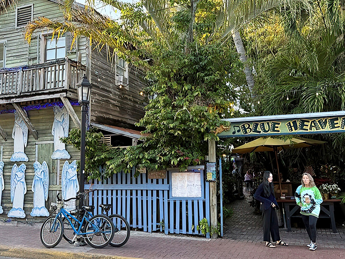 The entrance to Blue Heaven feels like stepping into a tropical fairytale, complete with weathered blue fence, lush foliage, and that signature Key West charm.