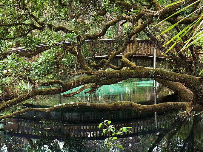 Nature's own art gallery: twisted oak branches frame the emerald waters of Fern Hammock Springs like a living picture frame designed by Mother Nature herself.