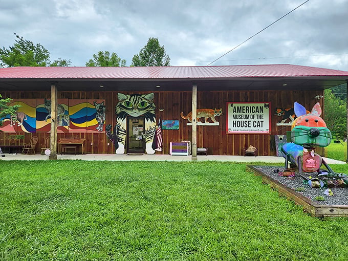 The rustic wooden exterior of the American Museum of the House Cat sits nestled in the Smoky Mountains like a secret clubhouse for feline aficionados.