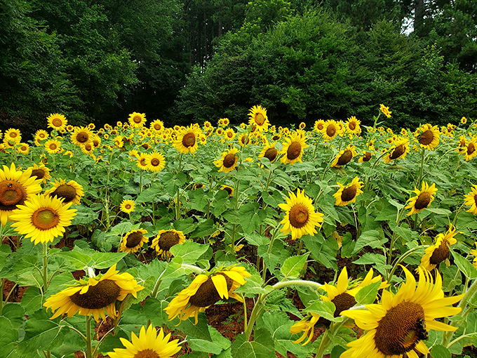 Nature's own standing ovation! Thousands of sunflowers stretch toward the horizon under Carolina's impossibly blue summer sky.