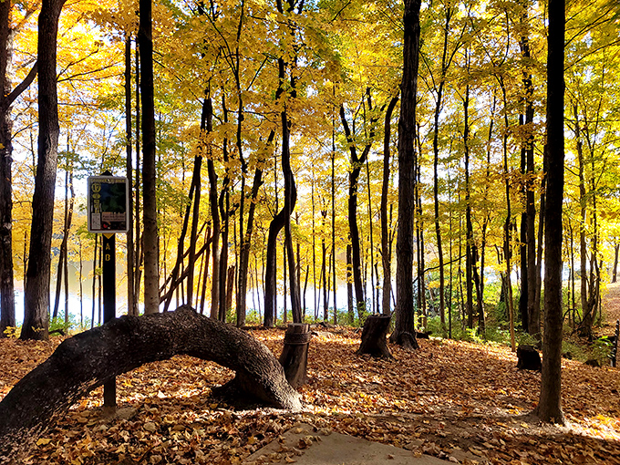 Nature's own light show! Fall foliage at Stonelick transforms ordinary trees into extraordinary masterpieces, with that curved tree adding a touch of whimsy to the woodland ballet.