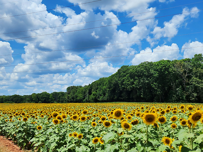 Nature's own standing ovation! Thousands of sunflowers stretch toward the horizon under Carolina's impossibly blue summer sky.