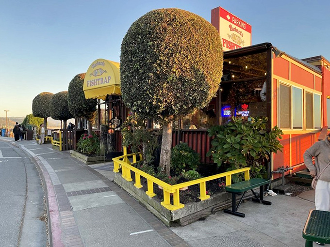 The little red shack that could! Barbara's Fishtrap stands proudly along Pillar Point Harbor, those perfectly manicured shrubs standing guard like green sentinels.