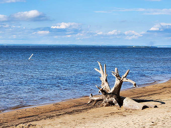 Lake Superior stretches to the horizon like nature's infinity pool, with driftwood sculptures that would make gallery owners jealous.