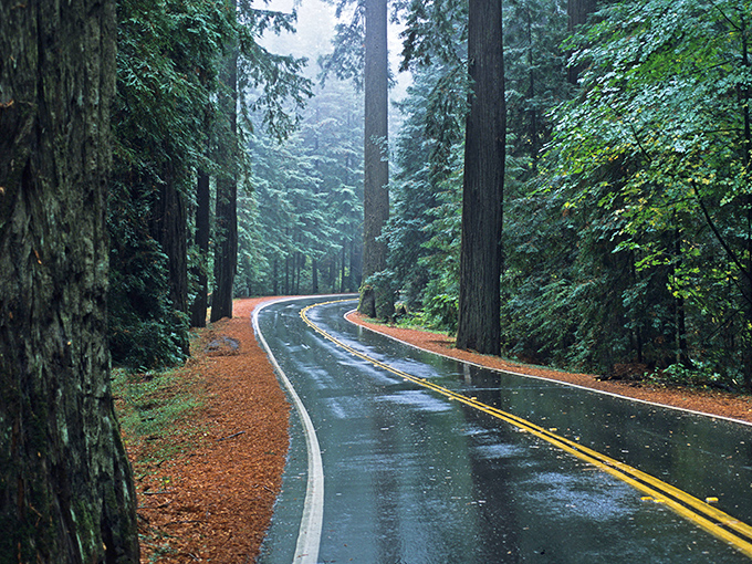 When trees decide to throw a block party, this is what the main street looks like.