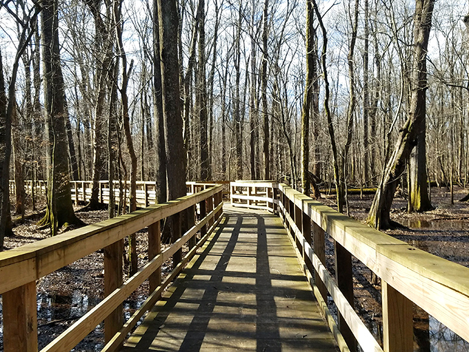 The wooden boardwalk stretches into the winter forest like nature's red carpet, inviting you to explore without getting your shoes muddy.