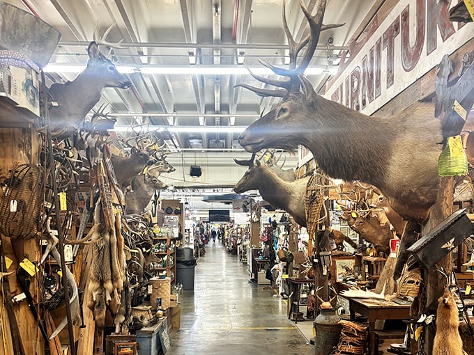 Long aisles of possibility stretch before you, where fluorescent lighting illuminates thousands of stories waiting to be discovered and taken home.