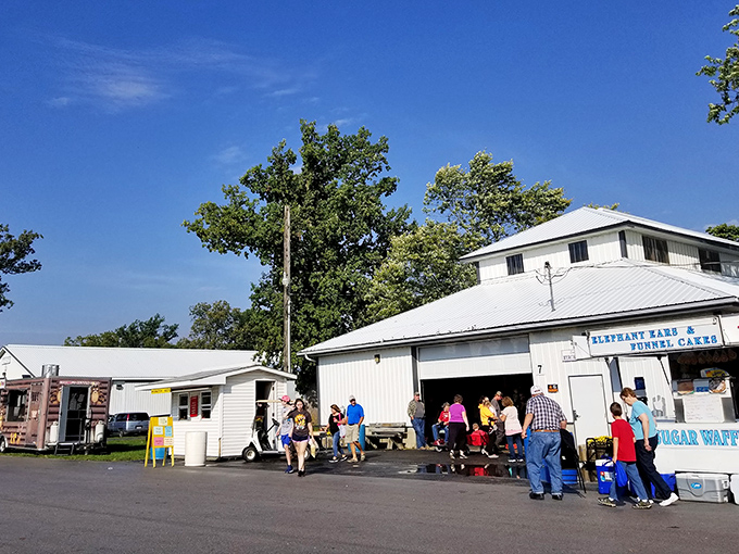 The treasure hunt begins! Shoppers navigate the sprawling pathways of Tiffin Flea Market, where unexpected discoveries await around every corner.