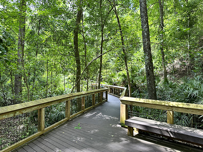 A wooden boardwalk winds through lush greenery, offering a perfect balance of accessibility and wilderness. Nature's version of the yellow brick road.
