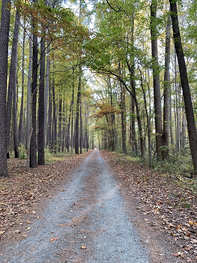 Nature's cathedral awaits on Tybout Tract Trail, where sunlight filters through the canopy like stained glass in a woodland sanctuary.