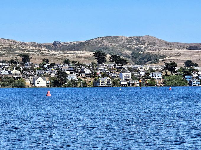 Golden hour transforms Bodega Bay into a painter's dream – where water meets rolling hills in a California coastal embrace that never gets old.