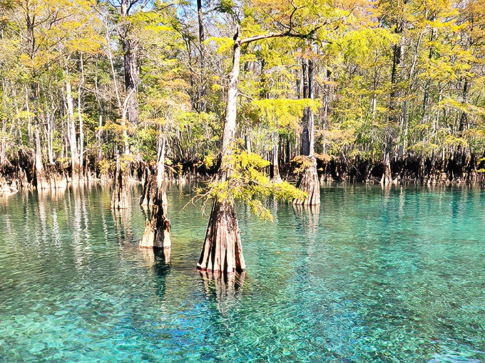 Nature's own infinity pool! Ancient cypress trees stand guard over waters so blue they make the Caribbean look like it needs a color upgrade.