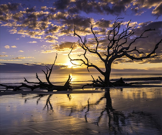 Nature's own sculpture garden comes alive at sunrise, where ghostly trees create perfect reflections on wet sand during low tide.