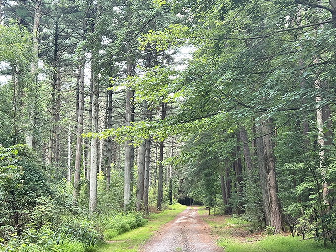 Nature's cathedral awaits on Tybout Tract Trail, where sunlight filters through the canopy like stained glass in a woodland sanctuary.