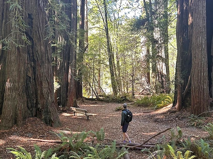Nature's skyscrapers create a natural archway over the trail, making you feel like you've wandered into a prehistoric world forgotten by time.
