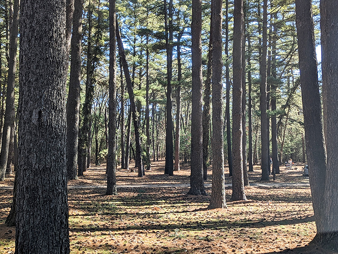 Towering pines create nature's cathedral at Sand Ridge State Forest. Sunlight filters through like stained glass, illuminating the sandy forest floor below.