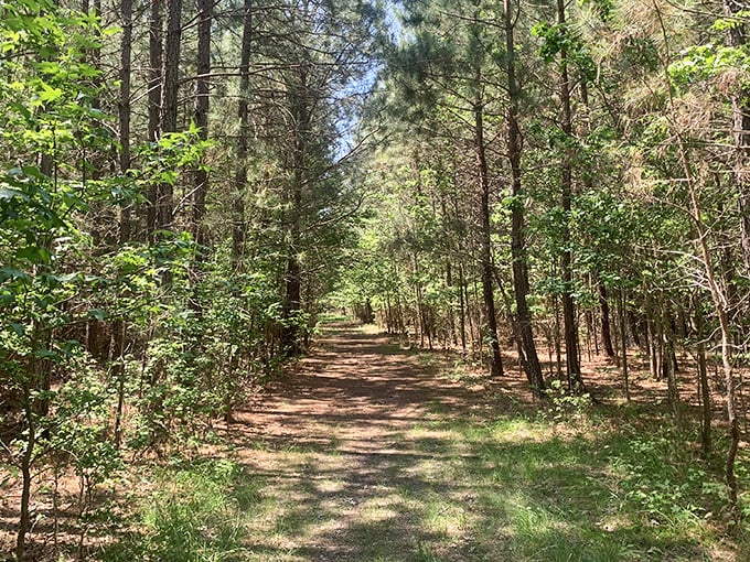 Nature's front-row seats await at Franklin Point, where these simple chairs offer million-dollar views of Maryland's pristine waterways.