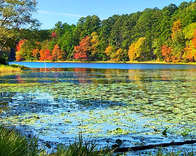 Fall at Daingerfield transforms the ordinary into extraordinary. Mother Nature showing off her color palette like it's fashion week for trees.
