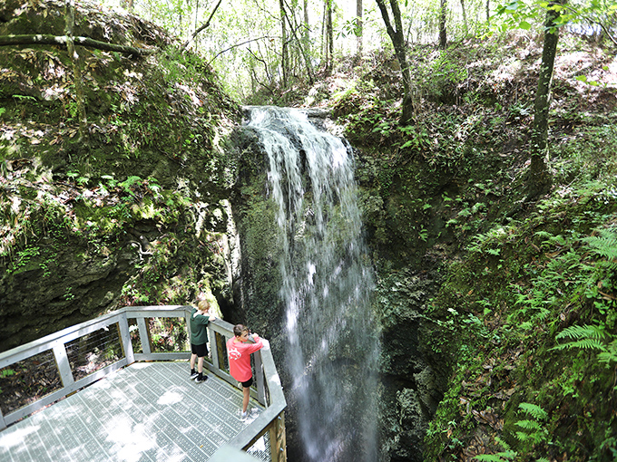 Nature's magic trick in action: Florida's tallest waterfall plunges into a limestone abyss while visitors watch from a perfectly positioned viewing platform.