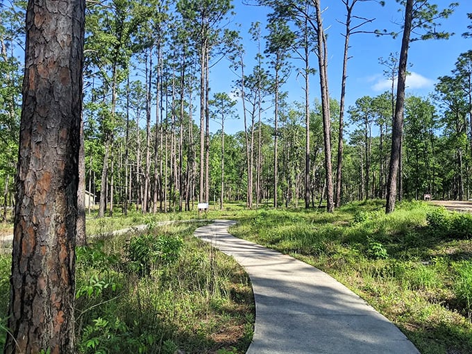 Nature's magic trick in action: Florida's tallest waterfall plunges into a limestone abyss while visitors watch from a perfectly positioned viewing platform.