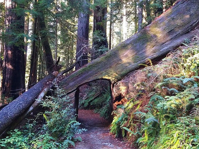Nature's skyscrapers create a natural archway over the trail, making you feel like you've wandered into a prehistoric world forgotten by time.