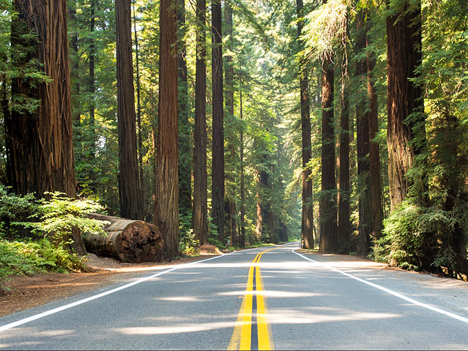 When trees decide to throw a block party, this is what the main street looks like. 