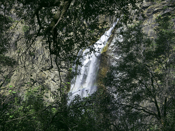 Feather Falls peeks through the forest canopy like nature's own game of hide-and-seek, teasing visitors with glimpses of its majestic cascade.