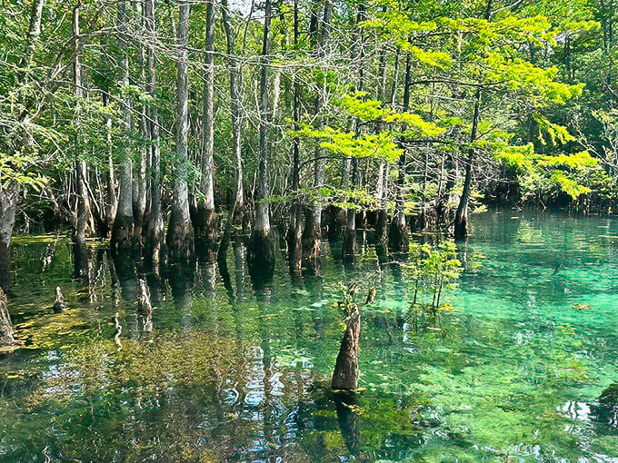 Nature's own infinity pool! Ancient cypress trees stand guard over waters so blue they make the Caribbean look like it needs a color upgrade.