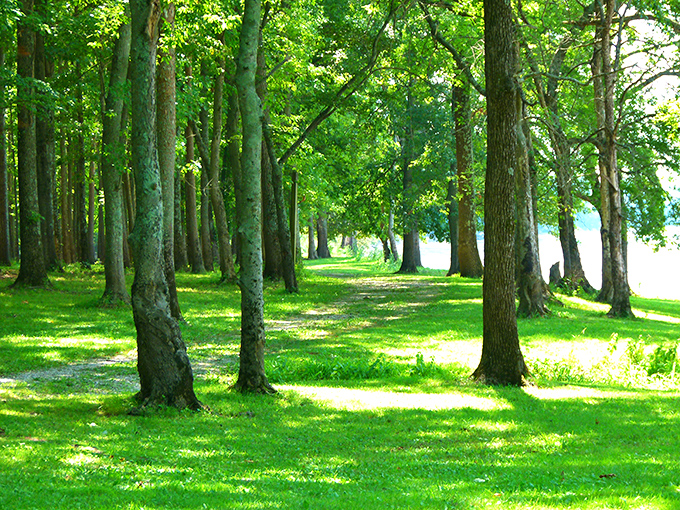 Nature's cathedral awaits at Harmonie State Park, where sunlight filters through ancient trees creating a stained-glass effect that no church architect could rival.