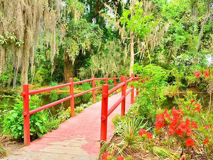 The iconic red bridge creates a perfect harmony with Spanish moss-draped trees, like nature's own Instagram filter designed specifically for "wow" moments.