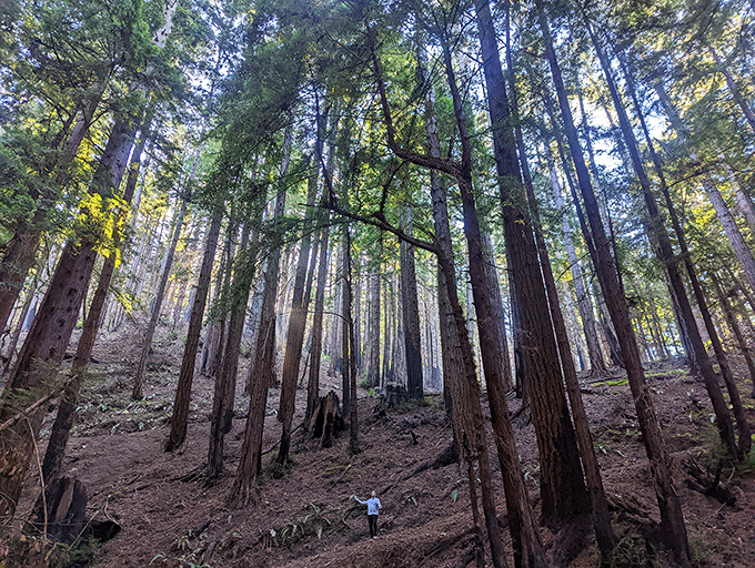Little Butano Creek winds through towering redwoods like nature's own meditation app, except you can't put this on pause. Pure California magic. 