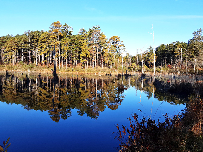 Towering pines create nature's cathedral at Sand Ridge State Forest. Sunlight filters through like stained glass, illuminating the sandy forest floor below.