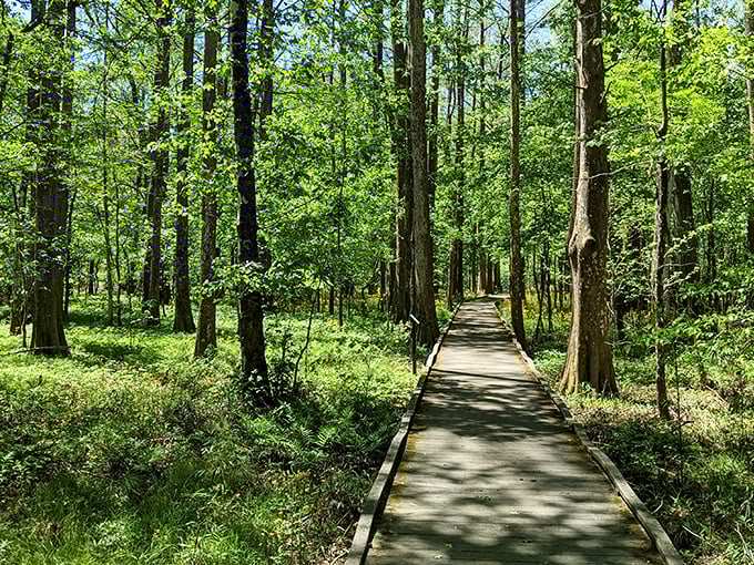 A wooden boardwalk stretches into cypress-dotted waters, inviting visitors to wander where alligators and osprey call home. Nature's front porch awaits.