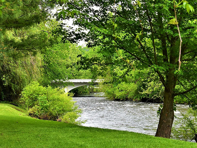 Nature's amphitheater unfolds at Roan Mountain, where rolling green hills meet blue skies in a performance that never gets old.